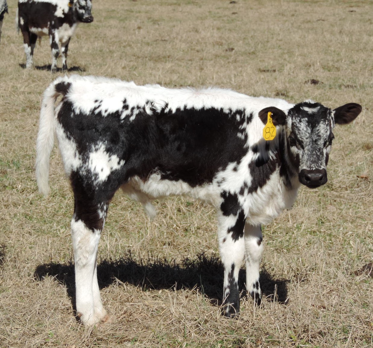 Sunnyfield Farm Angus